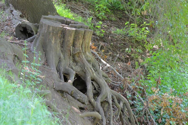 Tree Roots in the Park.the Roots of the Trees in the Forest, Closeup of ...