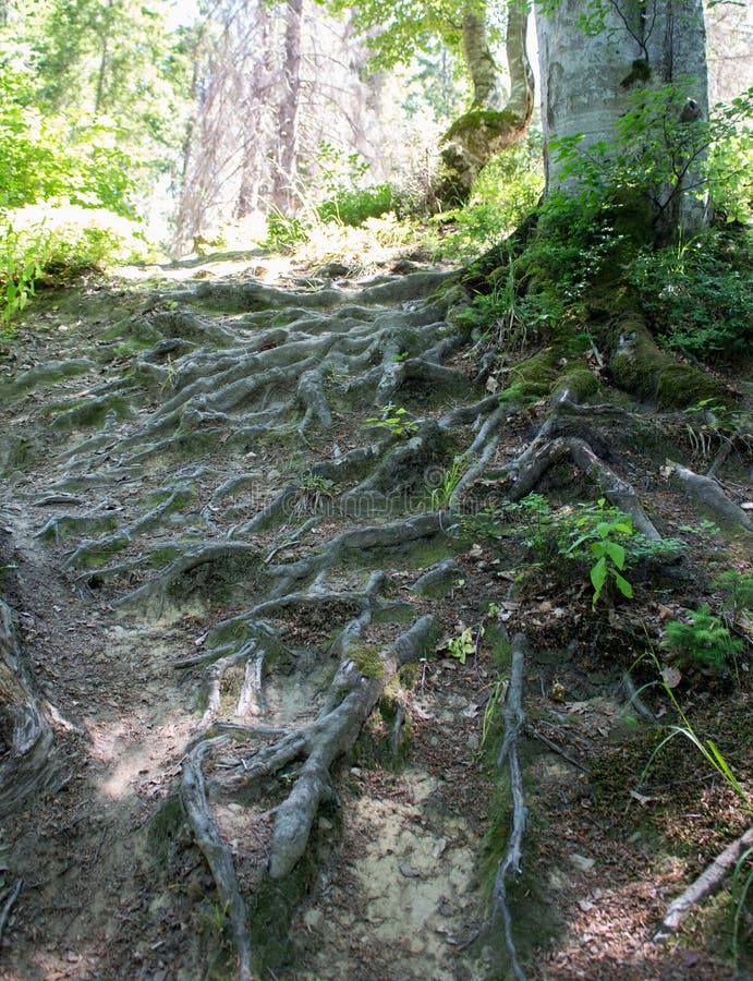 Tree roots on the path stock image. Image of landscape - 280834509