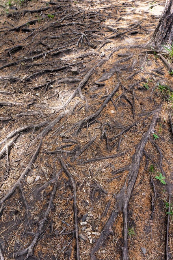 Tree Roots on the Pathway in the Forest in Autumn Season Stock Image ...
