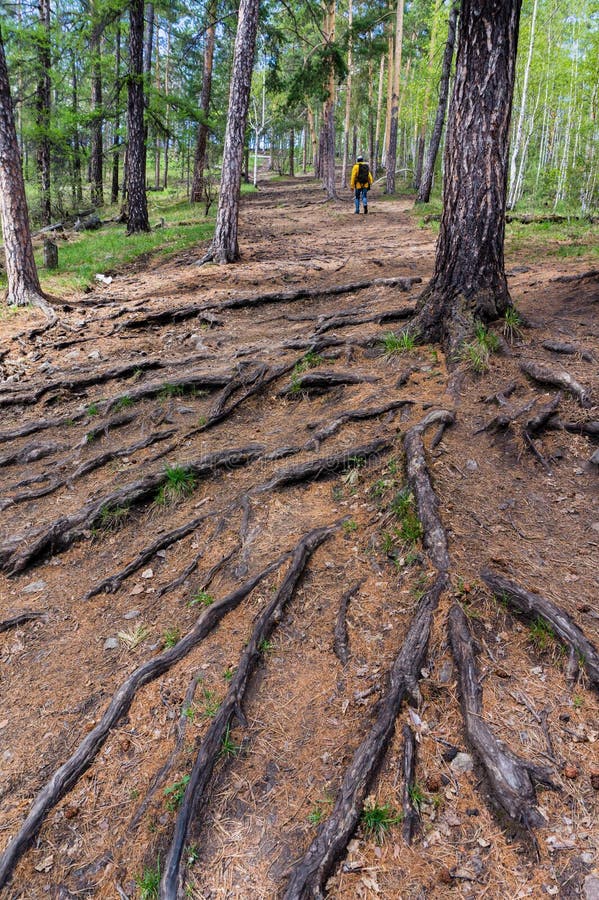 Tree Roots on the Pathway in the Forest in Autumn Season Stock Photo ...