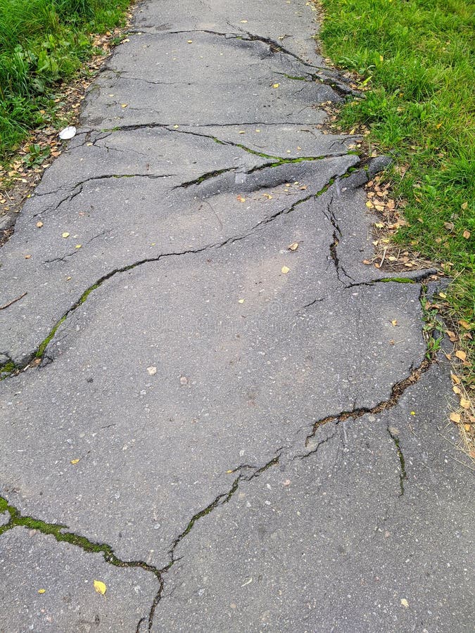 Tree Roots Pave the Asphalt of the Sidewalk in the Park Stock Image ...