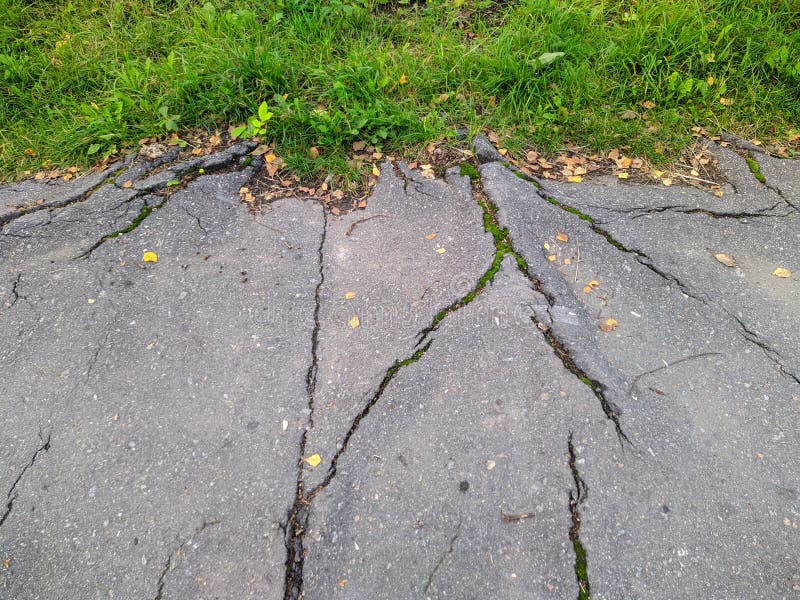 Tree Roots Pave the Asphalt of the Sidewalk in the Park Stock Image ...