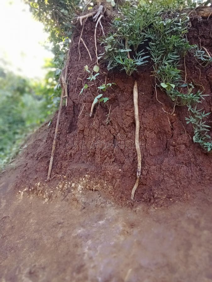 Tree Roots that Penetrate the Ground Stock Photo - Image of land, hill ...