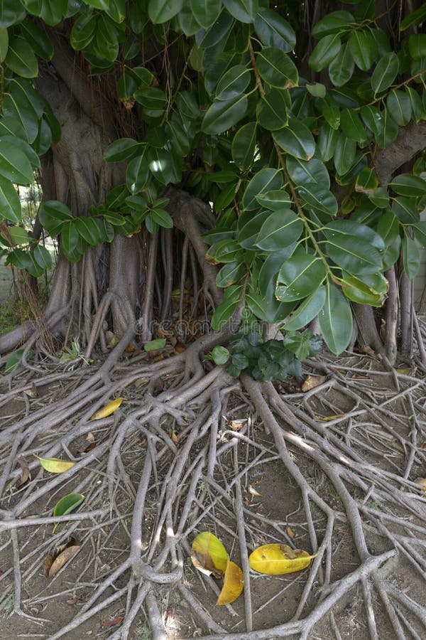 Tree Roots, Peter Island, BVI Stock Photo - Image of islands, caribbean ...
