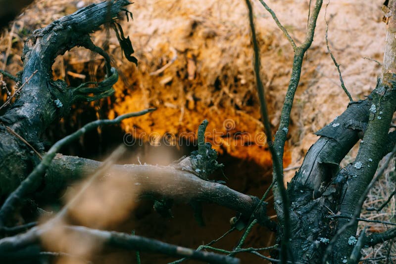 Tree Roots and a Pit stock image. Image of tree, organic - 97452017