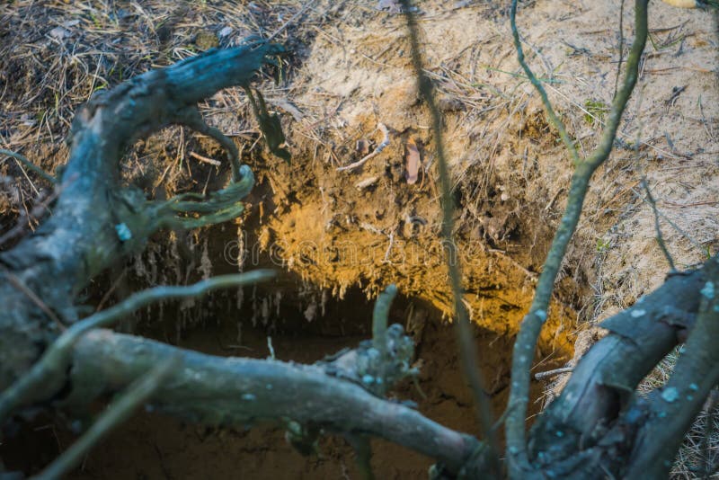 Tree Roots and a Pit stock image. Image of ecology, tree - 97858991