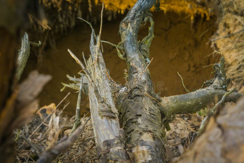 Tree Roots and a Pit stock photo. Image of organic, wood - 98230730