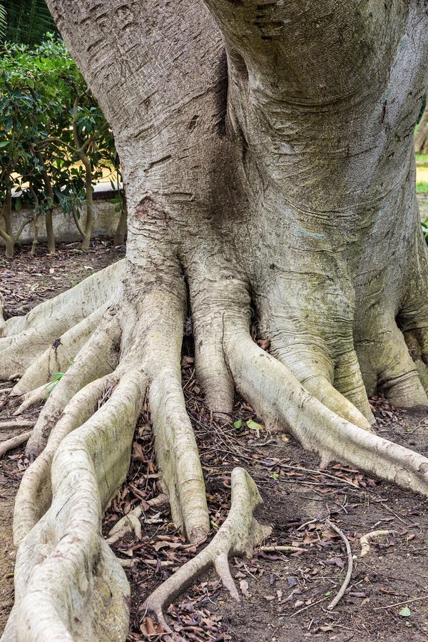 Tree Roots Plane Trunk Stock Photos - Free & Royalty-Free Stock Photos ...