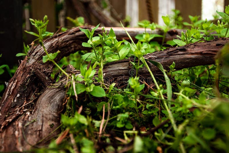 Tree Roots on Plant Background Stock Image - Image of outdoor, autumn ...