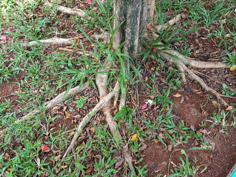 The Tree Roots of the Plant Stock Photo - Image of large, film: 259694550