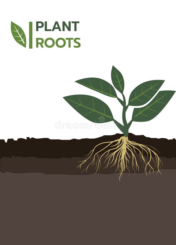 Tree with Roots Plant Roots Soil Stock Vector - Illustration of symbol ...