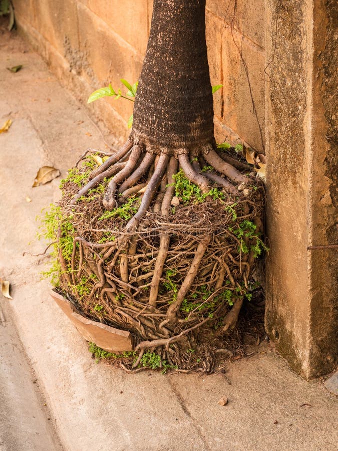 Palm Tree Roots Picture. Image: 1668330 Palm Tree Roots Picture. Image: 1668330