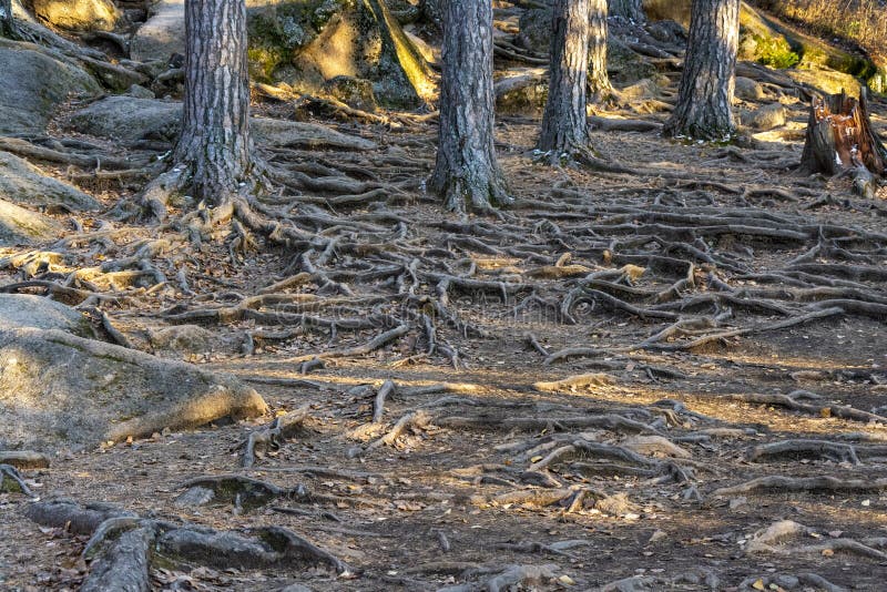 Tree Roots Protruding from the Ground Stock Image - Image of dark ...