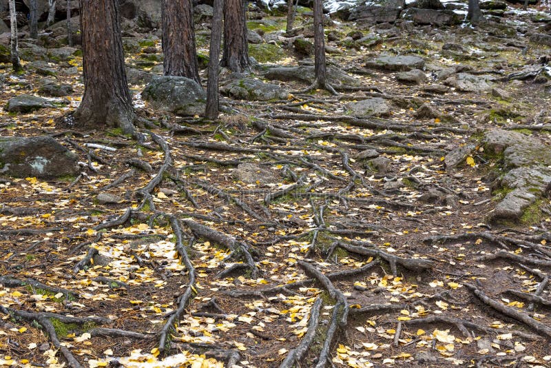 Tree Roots Protruding from the Ground Stock Photo - Image of material ...