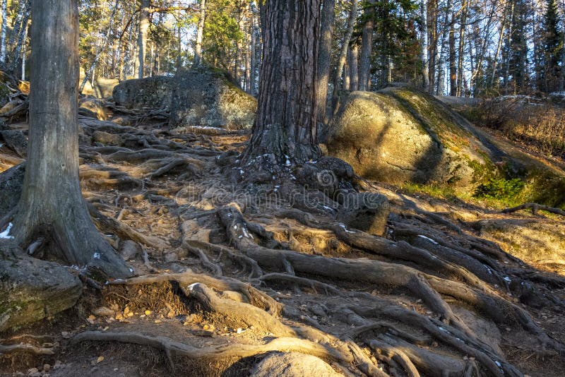 Tree Roots Protruding from the Ground Stock Image - Image of natural ...
