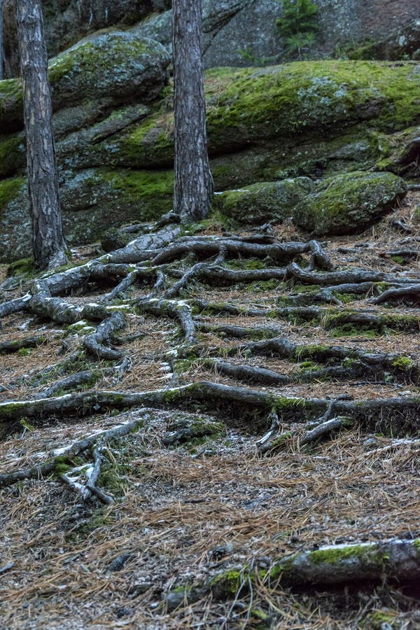 Tree Roots Protruding from the Ground Stock Image - Image of wood, dark ...