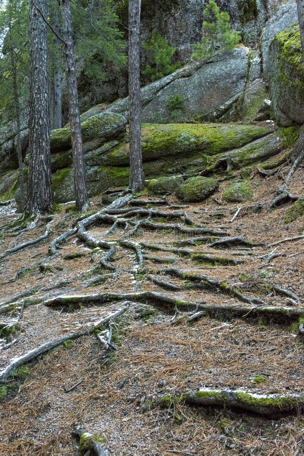 Tree Roots Protruding from the Ground Stock Photo - Image of stone ...