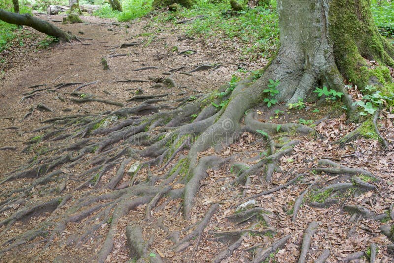 Tree Roots Protruding from the Ground Stock Image - Image of gorge ...