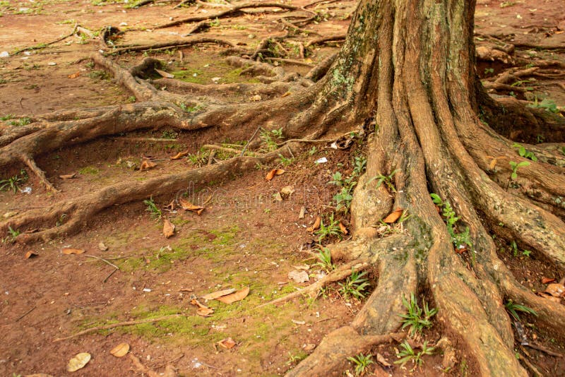 Tree Roots and Red Ground with Fallen Leaves Stock Image - Image of ...