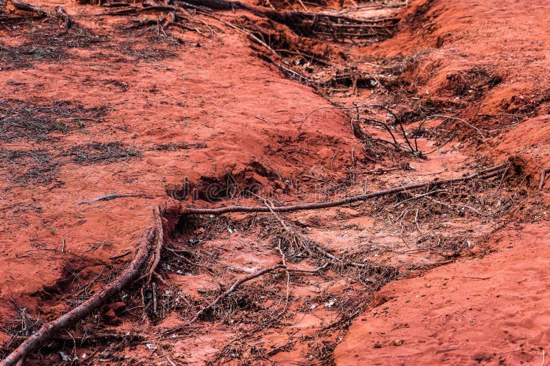 Tree Roots in the Red Soil in the Colorado Provence in Rustrel, France ...