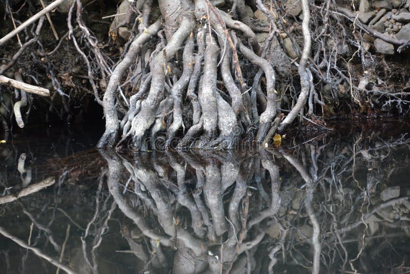 Tree Roots Reflected in Still Water Stock Image - Image of sticks ...