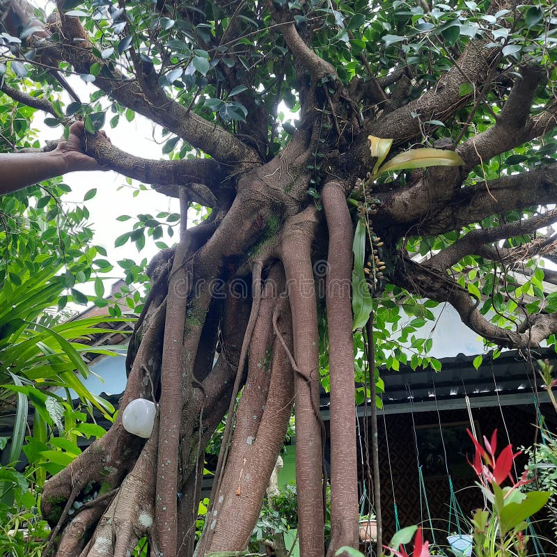 The tree roots rise high stock image. Image of woodland - 291932637