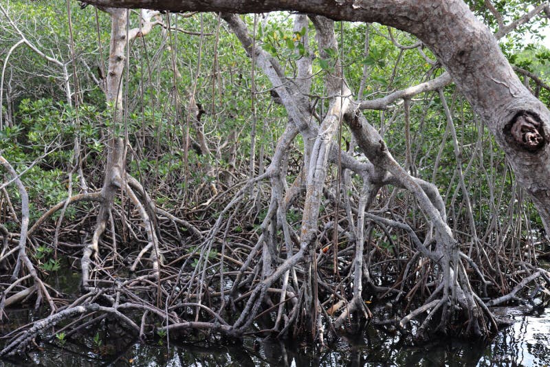 Tree roots in the river stock image. Image of growing - 263835293