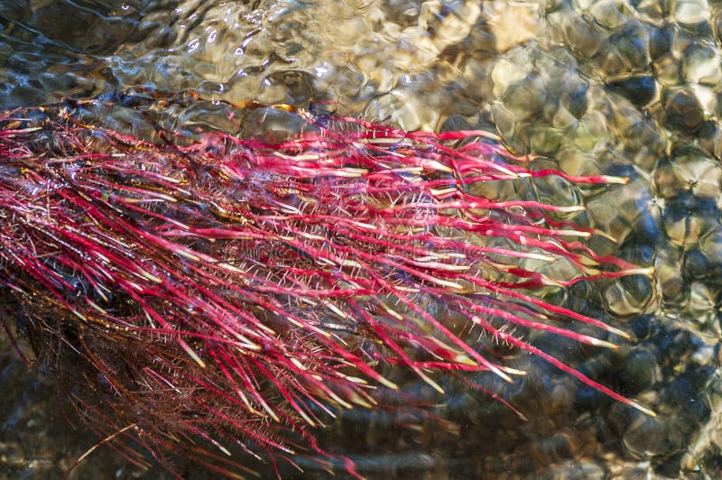 Tree roots in a river stock image. Image of natural - 100243203