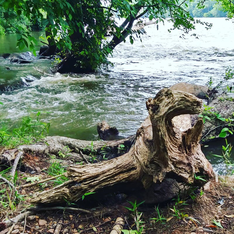 Flowing Water on the River with Tree Roots Stock Image - Image of water ...