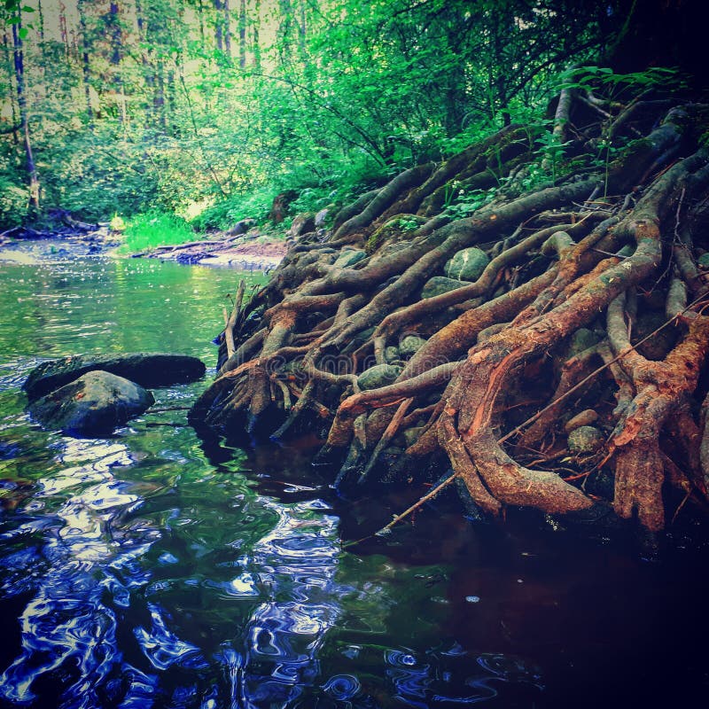 Tree Roots in River Stream Forest Stock Photo - Image of forest, stream ...
