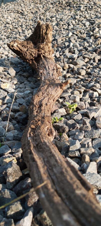 Tree roots are in the road stock image. Image of tree - 320069765