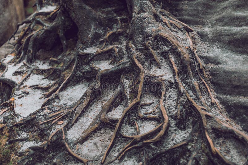 Tree roots on the rock stock photo. Image of surface - 261178756