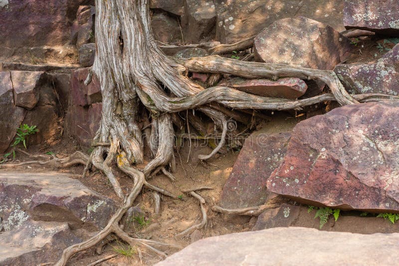 Tree roots on rock stock photo. Image of organic, brown - 97204814