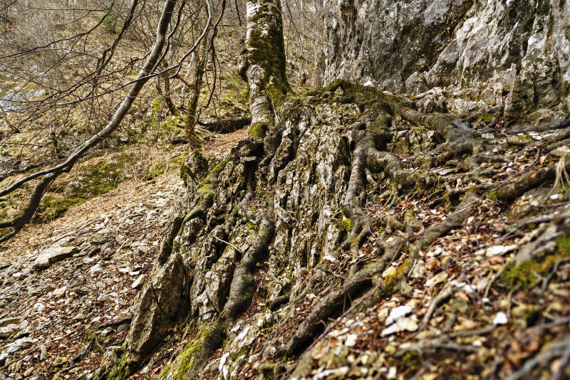 Tree with roots in rock stock photo. Image of branch - 67833606