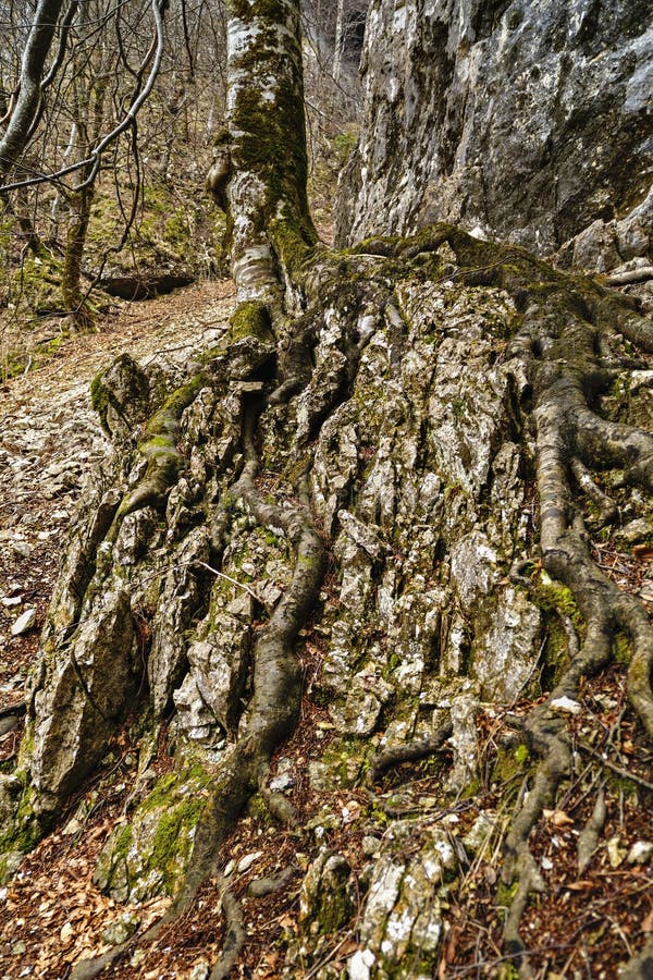 Tree with roots in rock stock photo. Image of branch - 67833774