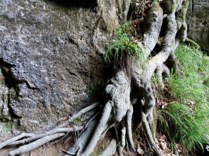 Tree roots on rock stock image. Image of summer, travel - 172027923