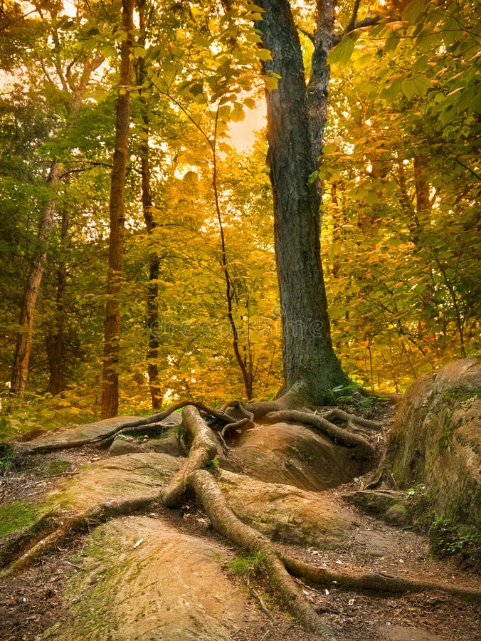 Tree Roots on Rock Sunset Background. Stock Image - Image of nature ...