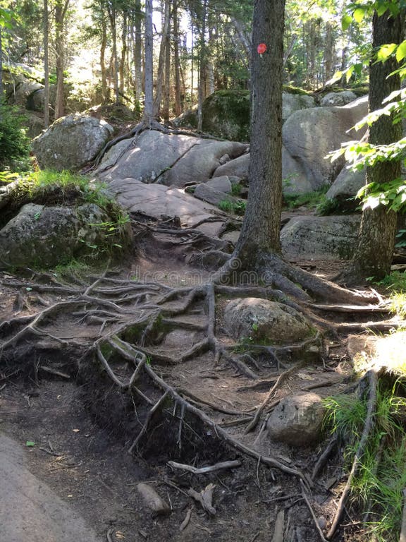 Tree roots and rocks stock image. Image of upstate, adirondacks - 53275865