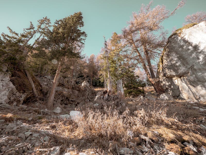 Tree Roots And Rocks And Pine Trees Stock Image - Image of european ...