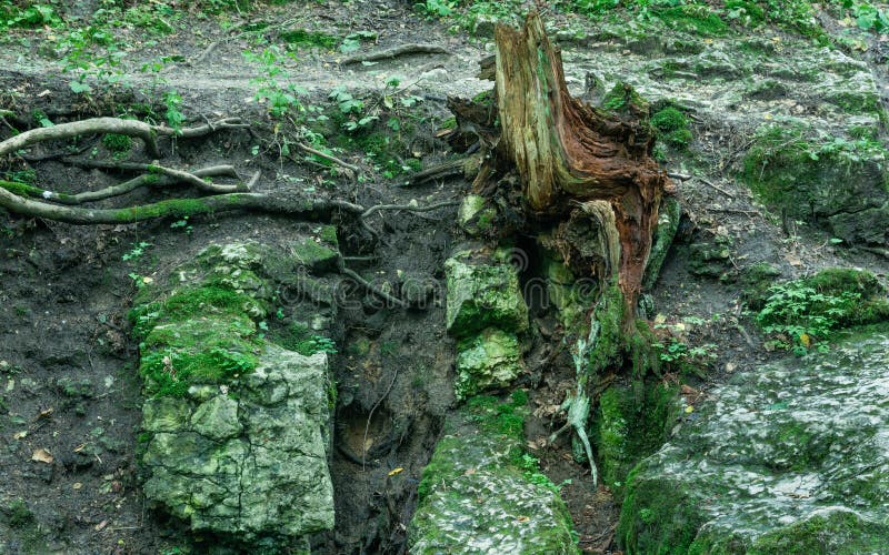 Tree Roots among the Rocks, Stock Photo - Image of foliage, magical ...