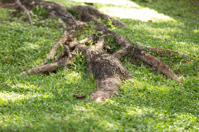 Tree roots stock photo. Image of roots, forest, abstract - 98272392