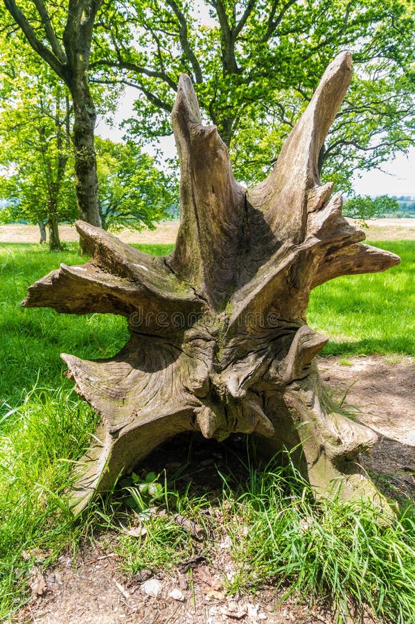 Tree Roots, the Root of a Fallen Tree. Stock Image - Image of woodland ...
