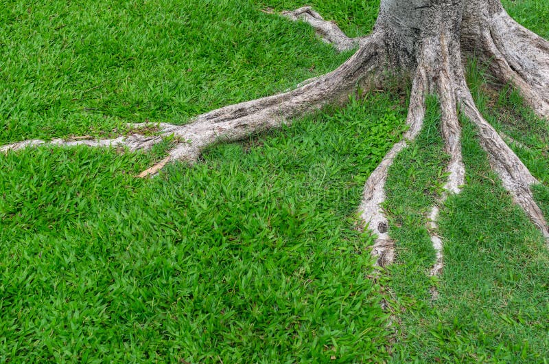 Tree roots stock image. Image of life, tropical, environment - 73252305