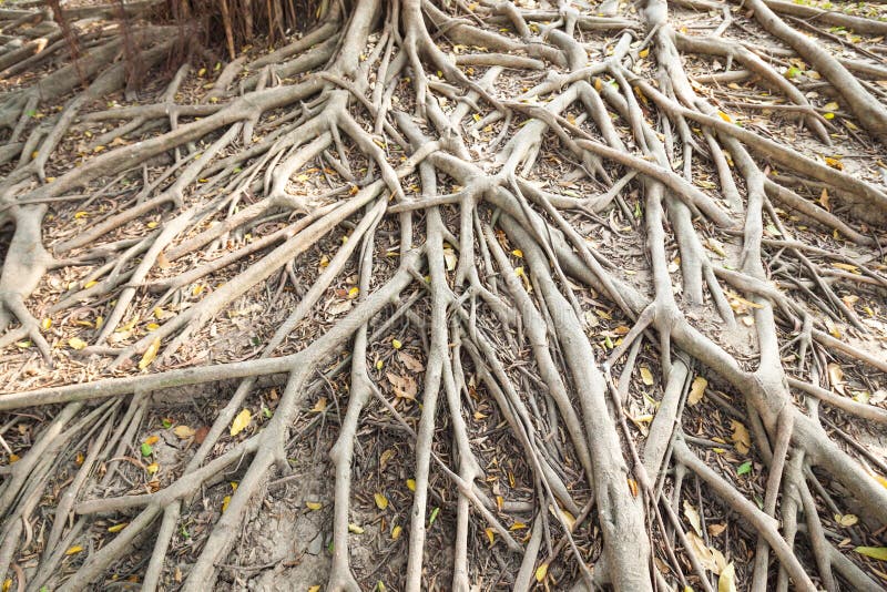 Tree roots stock image. Image of plant, field, earth - 37917073