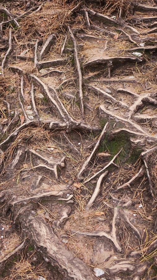 Tree Roots.the Root System is in Dry Soil Stock Photo - Image of ...