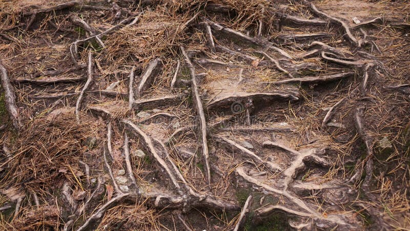 Tree Roots.the Root System is in Dry Soil Stock Image - Image of ...