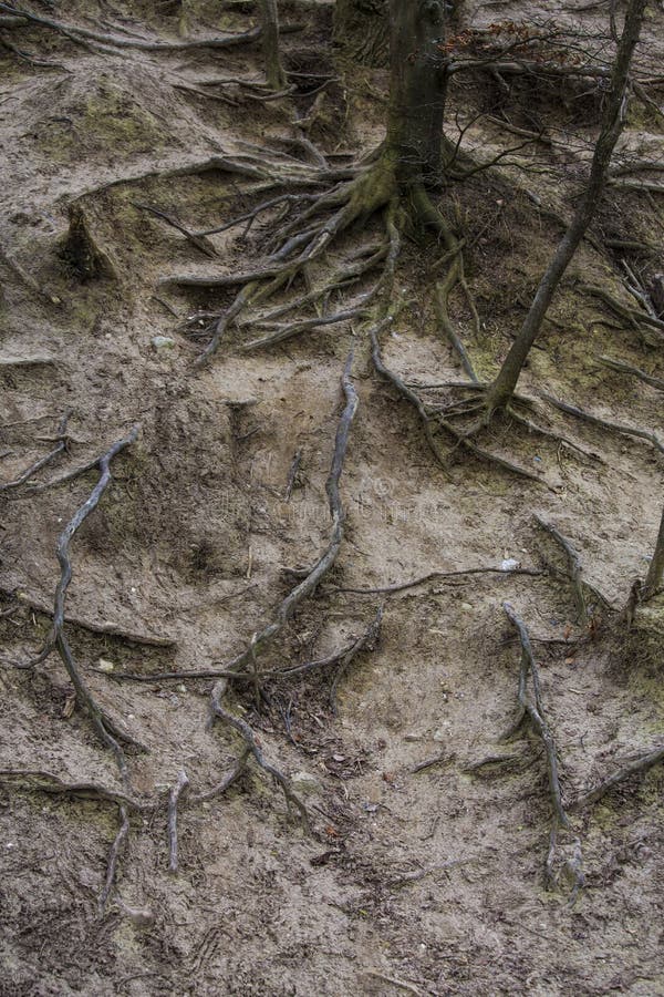 167 Tree Roots Cross Section Stock Photos - Free & Royalty-Free Stock ...