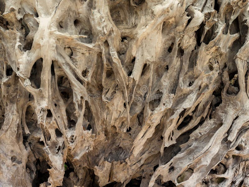 Tree roots stock image. Image of rough, texture, pattern - 99815611