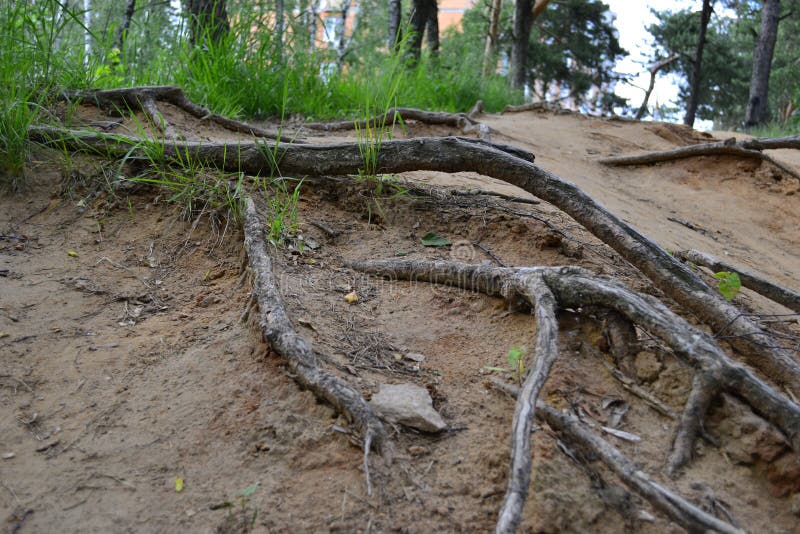 Tree Roots in Sand and Clay Stock Photo - Image of root, clay: 97721786