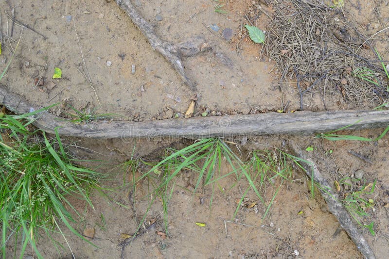 Tree Roots in Sand and Clay Stock Photo - Image of danger, reptile ...